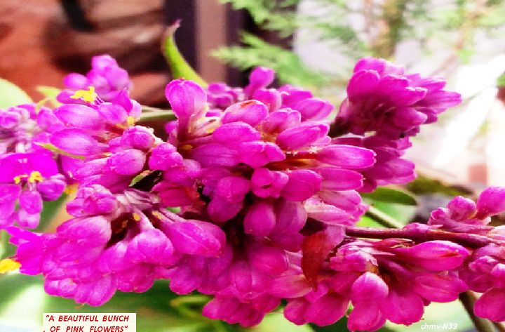A BEAUTIFUL BUNCH OF PINK FLOWERS - PSG-art - Photography, Flowers ...