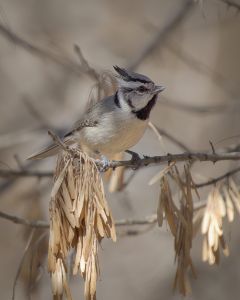 Anna Mae Burd Almeida - Photography