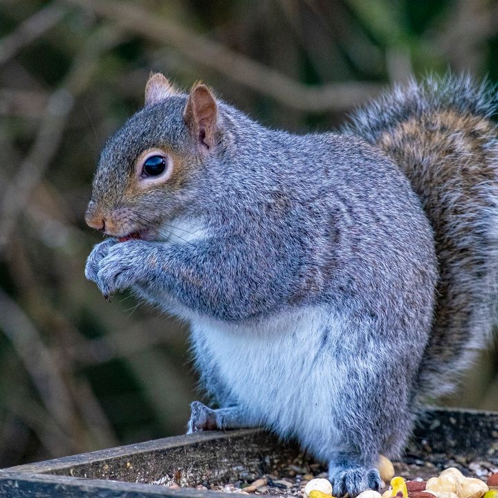 Grey squirrel on bird table. - Burntmoon - Photography, Animals, Birds ...