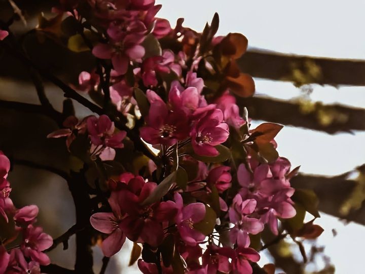 Flowers - Cassidy Faith Creations - Photography, Flowers, Plants ...