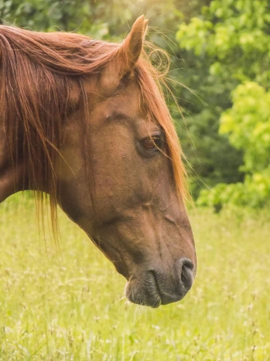 Cassidy Faith Creations - Digital Art & AI, Photography