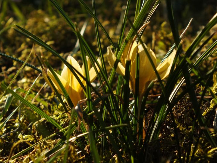 Two Crocuses - Vickie's Gallery - Photography, Flowers, Plants, & Trees ...