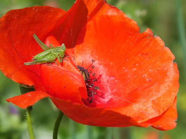 Poppy With Green Insect - Vickie's Gallery - Photography, Flowers ...