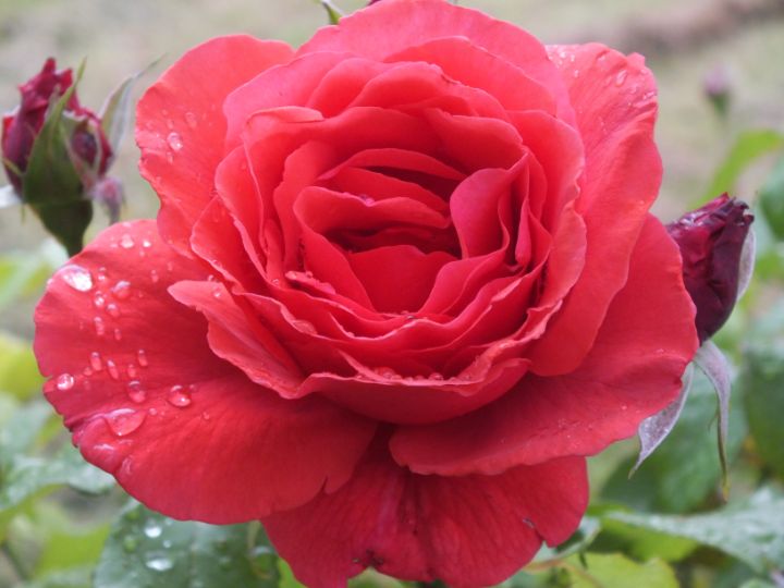 Pink Rose - Vickie's Gallery - Photography, Flowers, Plants, & Trees ...