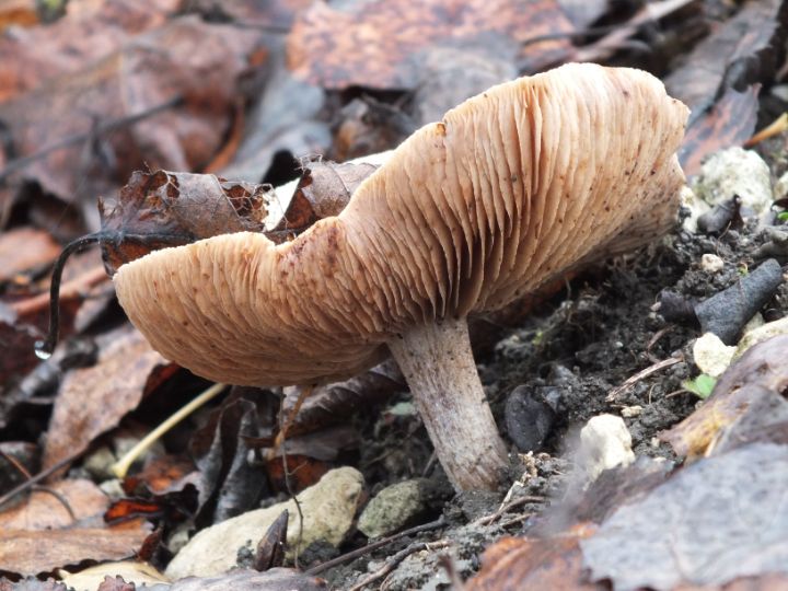 Nice Musroom - Vickie's Gallery - Photography, Flowers, Plants, & Trees ...