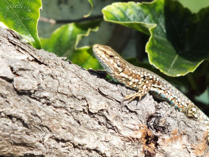 Lizard on bark - Vickie's Gallery - Photography, Animals, Birds, & Fish ...