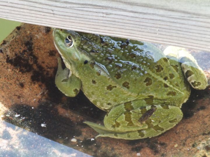 Hiding Frog - Vickie's Gallery - Photography, Animals, Birds, & Fish ...