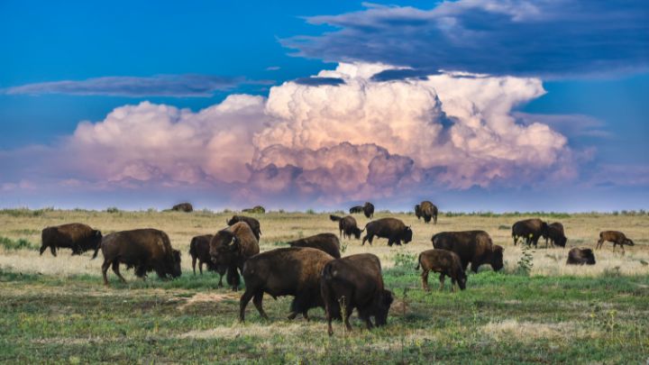 Colorado Bison Herd - Christopher L. Thomas - Fine Art Photography ...