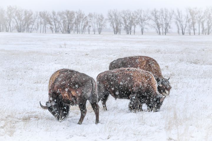 Frosty Bison - Christopher L. Thomas - Fine Art Photography ...