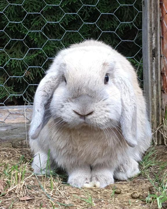 The Bunny - Francesca Picone Art - Photography, Animals, Birds, & Fish ...