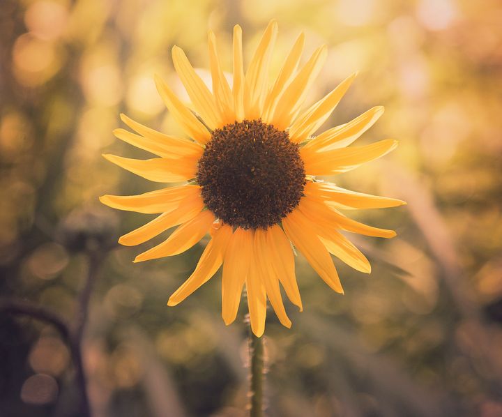 Inner Light - T.S. Steiner Photography - Photography, Flowers, Plants ...