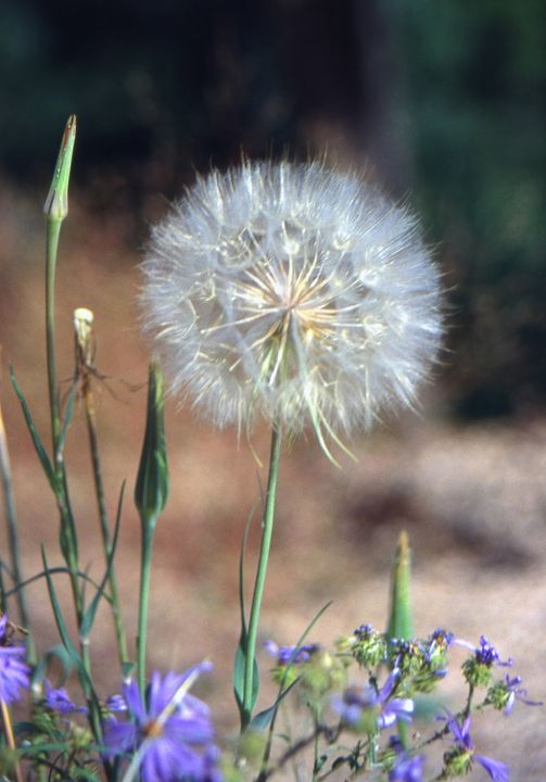 Colorado 's Dande - S. Turner - Photography, Flowers, Plants, & Trees ...