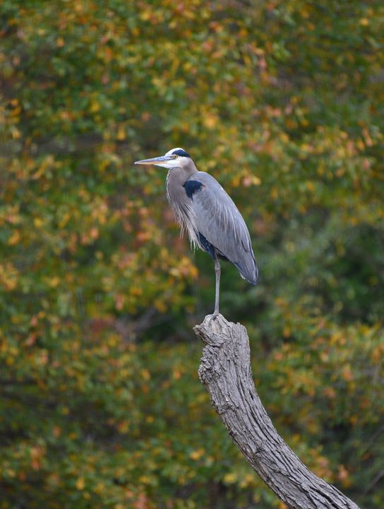 Blue Heron on lookout - S. Turner - Photography, Animals, Birds, & Fish ...