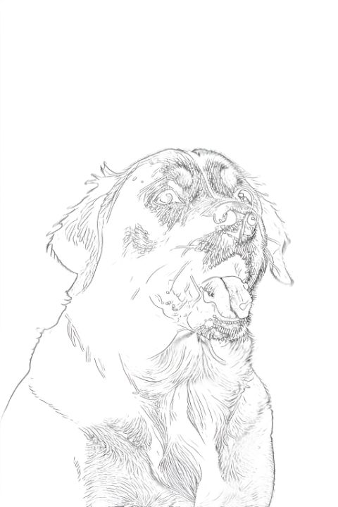Playful Dog Sketch Pencil Sketch Ske - Lineora Sketch - Drawings ...