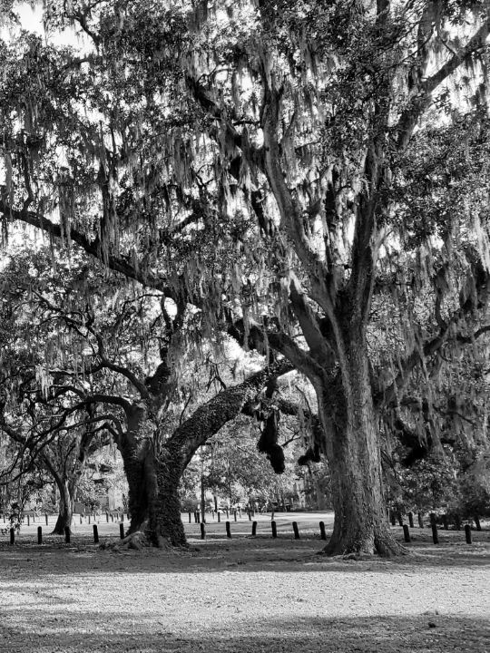 New Orleans Grand Trees 2 - The Colorful Cove - Photography, Flowers ...