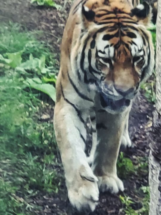 Tiger Prowling 3 - The Colorful Cove - Photography, Animals, Birds ...