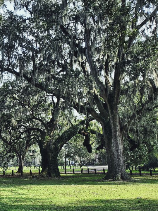 New Orleans Grand Trees - The Colorful Cove - Photography, Flowers ...