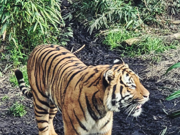 Tiger Prowling 1 - The Colorful Cove - Photography, Animals, Birds ...