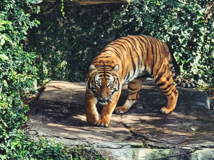 Tiger Prowling 2 - The Colorful Cove - Photography, Animals, Birds ...