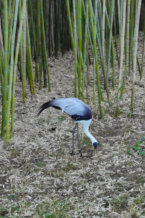 Dinnerdate Bird Looking Right - The Colorful Cove - Photography ...