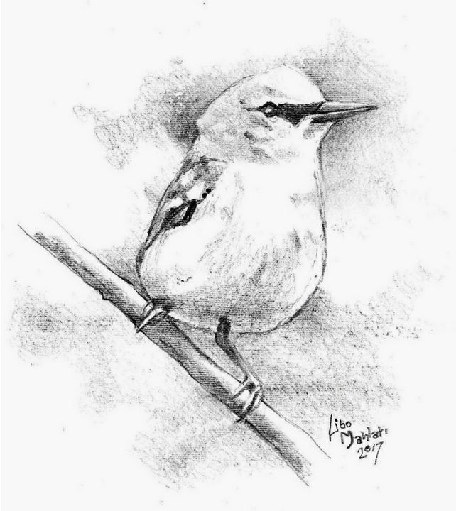 As A Bird - Art Of Awe - Libo Mahlati - Drawings & Illustration ...