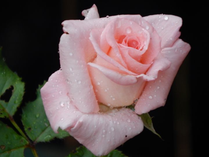 Pink Rose after the rain - Blossom Art Photography - Photography ...