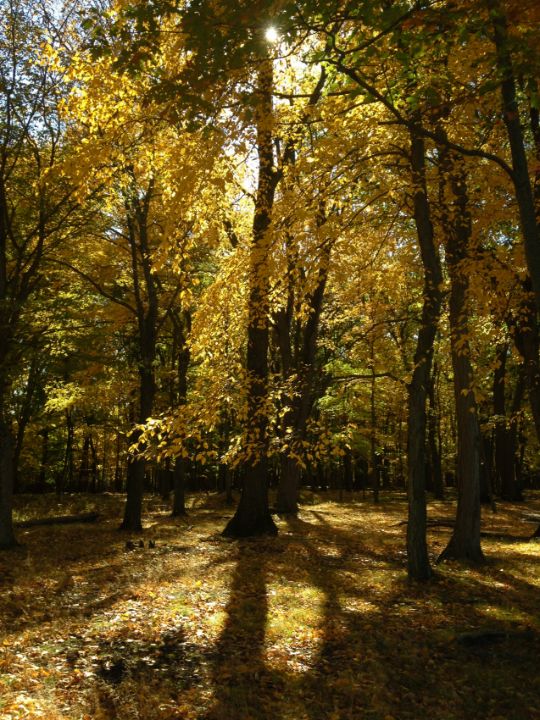 Fall colors forest - Blossom Art Photography - Photography, Landscapes ...