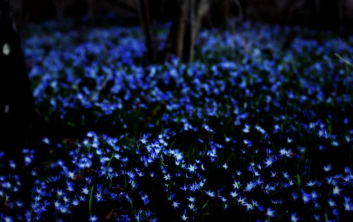 Blue bell flower s spring - Blossom Art Photography - Photography ...