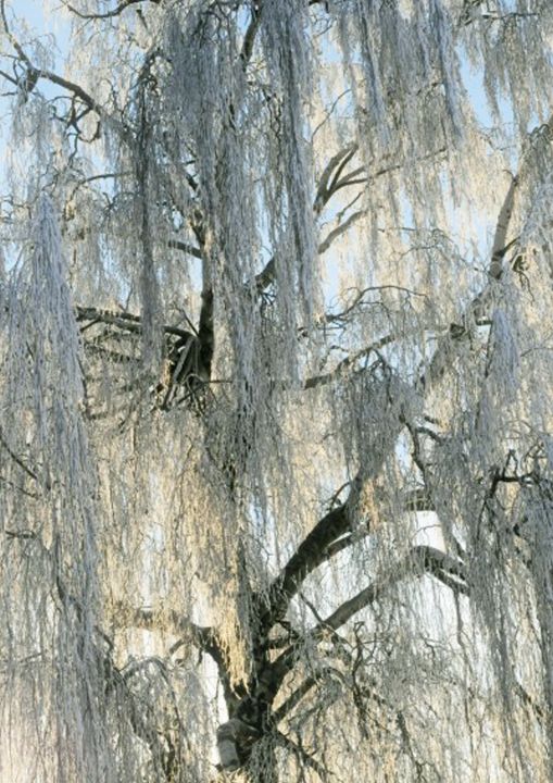 Birch tree winter sweden - Blossom Art Photography - Photography ...