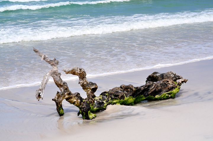 Driftwood - Lubit Arts - Photography, Landscapes & Nature, Beach ...