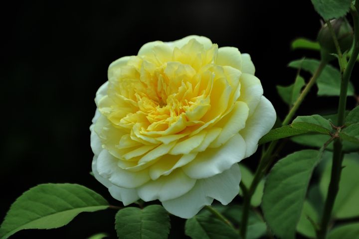 Open Yellow Rose - Lubit Arts - Photography, Flowers, Plants, & Trees ...