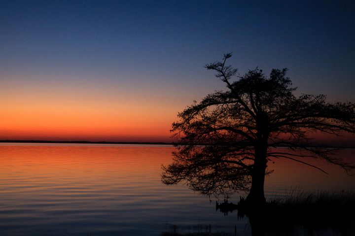 Lone Tree Outer Banks NC - 35mmartist - Photography, Landscapes ...