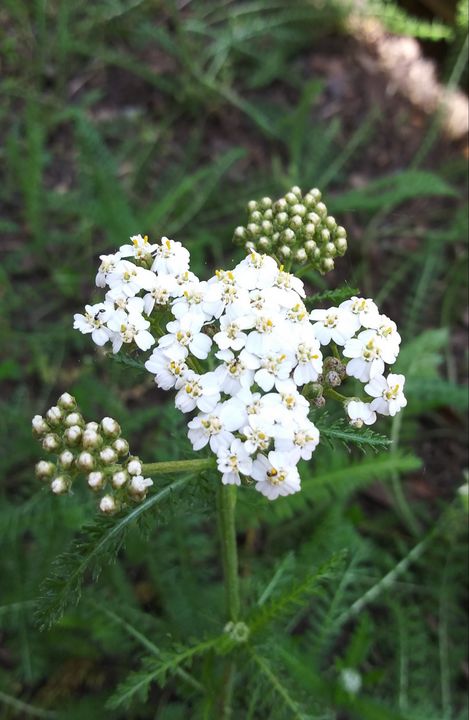 Yarrow Tomorrow - Artworks by Jason Wroten - Photography, Flowers ...