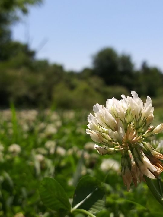 Clover flow - Artworks by Jason Wroten - Photography, Flowers, Plants ...