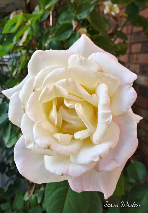 Rose of Sharon - Artworks by Jason Wroten - Photography, Flowers ...