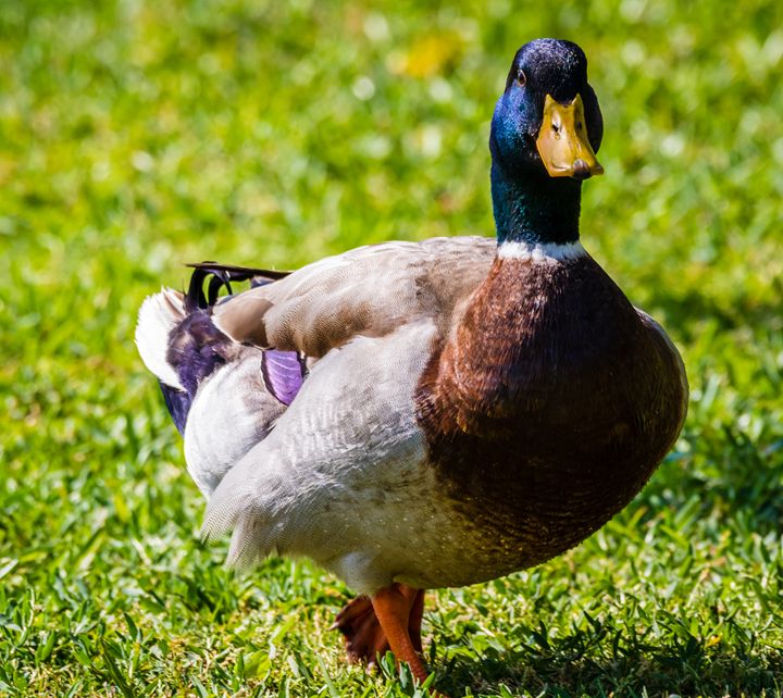 A Duck in spring - Jeremy Carpenter - Photography, Animals, Birds ...