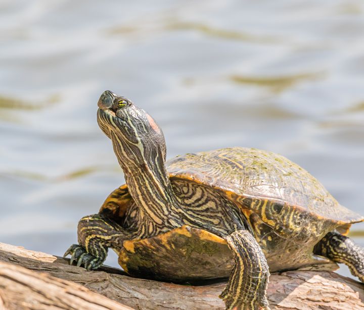 Sunbathing Turtle - Jeremy Carpenter - Photography, Animals, Birds ...