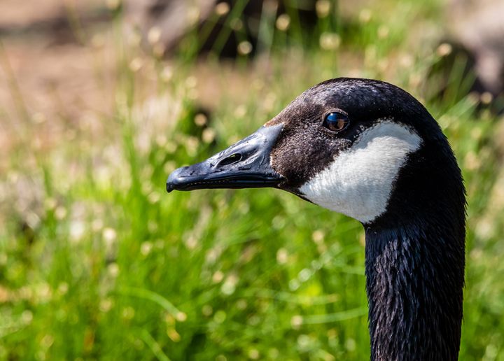 Swan Portrait - Jeremy Carpenter - Photography, Animals, Birds, & Fish ...