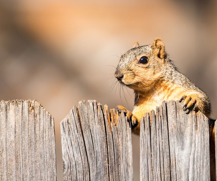 Curious Squirrel - Jeremy Carpenter - Photography, Animals, Birds ...