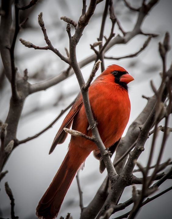 Vibrant Cardinal - Jeremy Carpenter - Photography, Animals, Birds ...