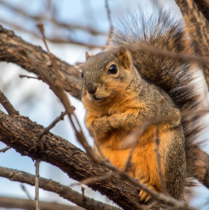 Squirrel huddling for warmth - Jeremy Carpenter - Photography, Animals ...