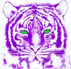 Purple Tiger Beautiful