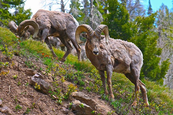 Bighorn Sheep Snack - Wright Works - Photography, Animals, Birds ...