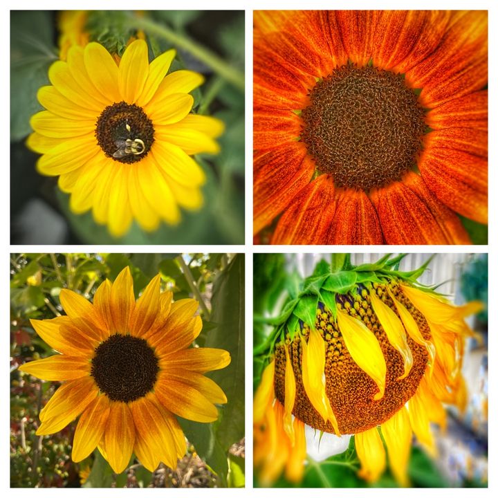 Sun flower collage - Navahfleur - Photography, Flowers, Plants, & Trees ...