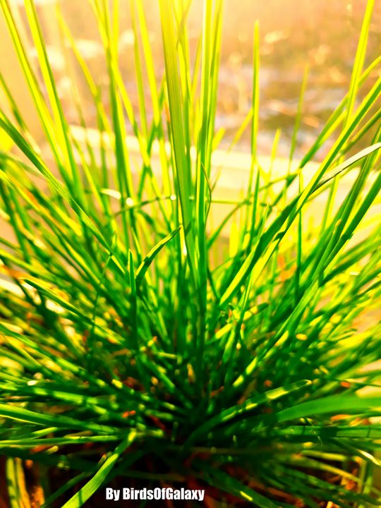 Fine Grass - BirdsOfGalaxy - Photography, Flowers, Plants, & Trees ...