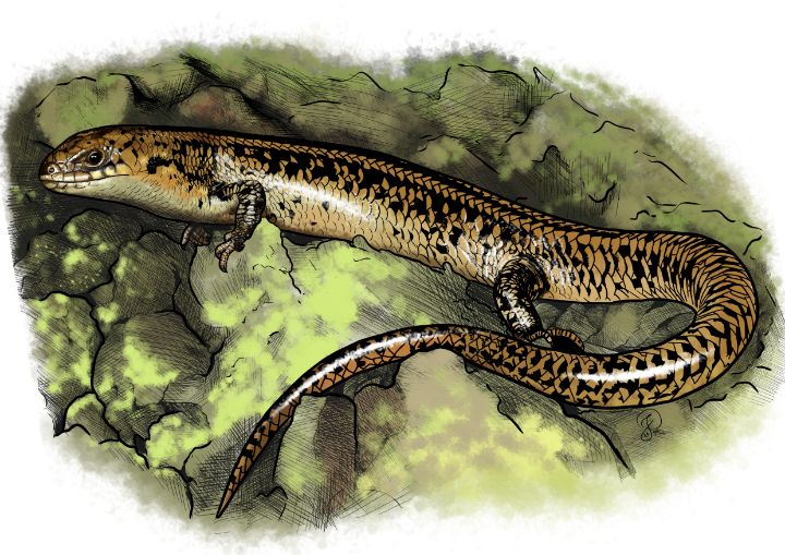 Wild Beauty of the Skink - Masterpaint - Drawings & Illustration ...
