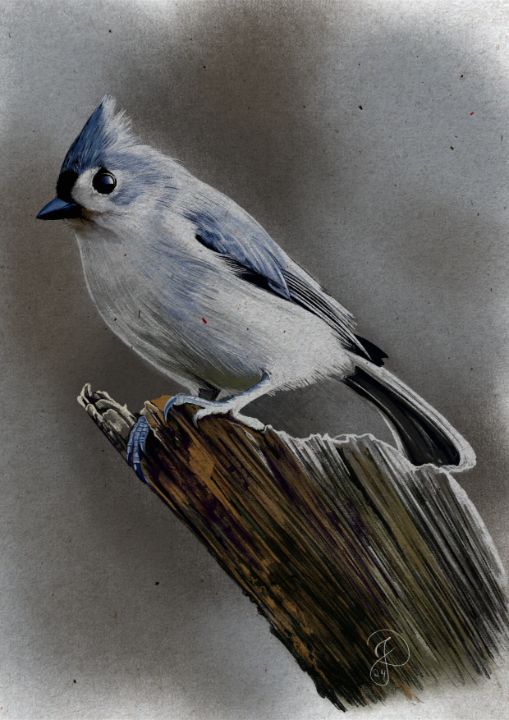 The Grace of the Tufted Titmouse - Masterpaint - Drawings ...