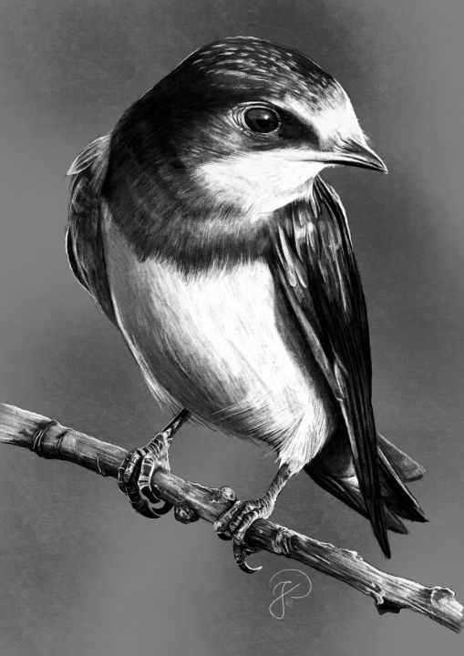 Barn swallow - Masterpaint - Drawings & Illustration, Animals, Birds ...