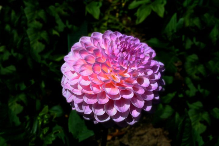 Sweet Fabrienne Dahlia - Bob Rupp - Photography, Flowers, Plants ...
