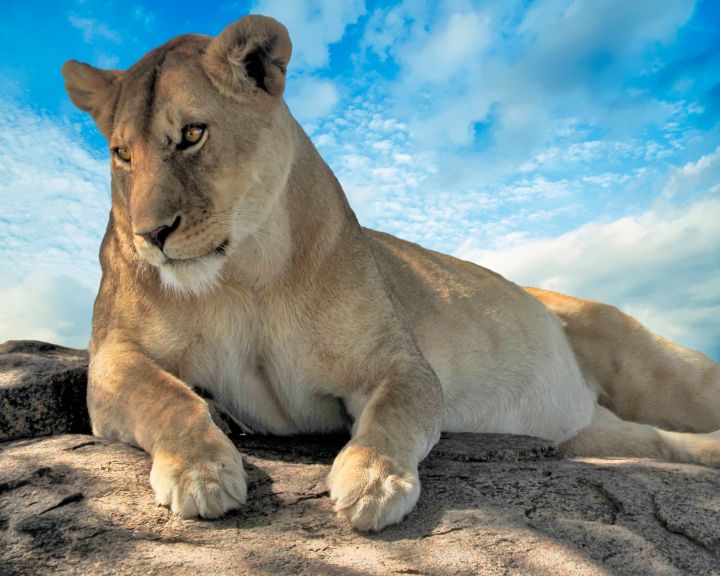 African Lioness on a Rock - Bob Rupp - Photography, Animals, Birds ...